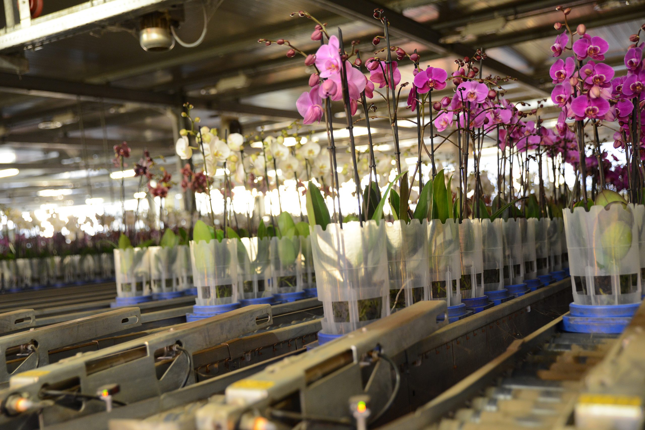 Home - Lentiz International